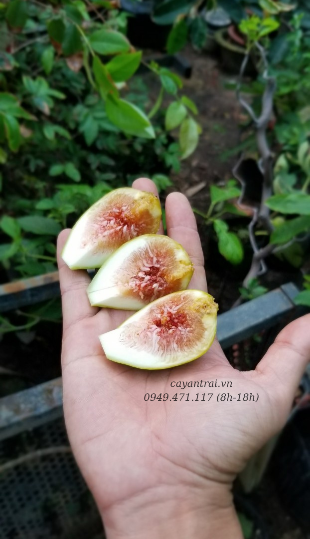 Sung Mỹ Stella đã có hàng cho khách thích sung ngon, nhiều mật, siêng ...