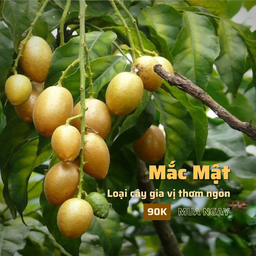 Mắc Mật - Loại cây gia vị thơm ngon - Hoàng Long Garden